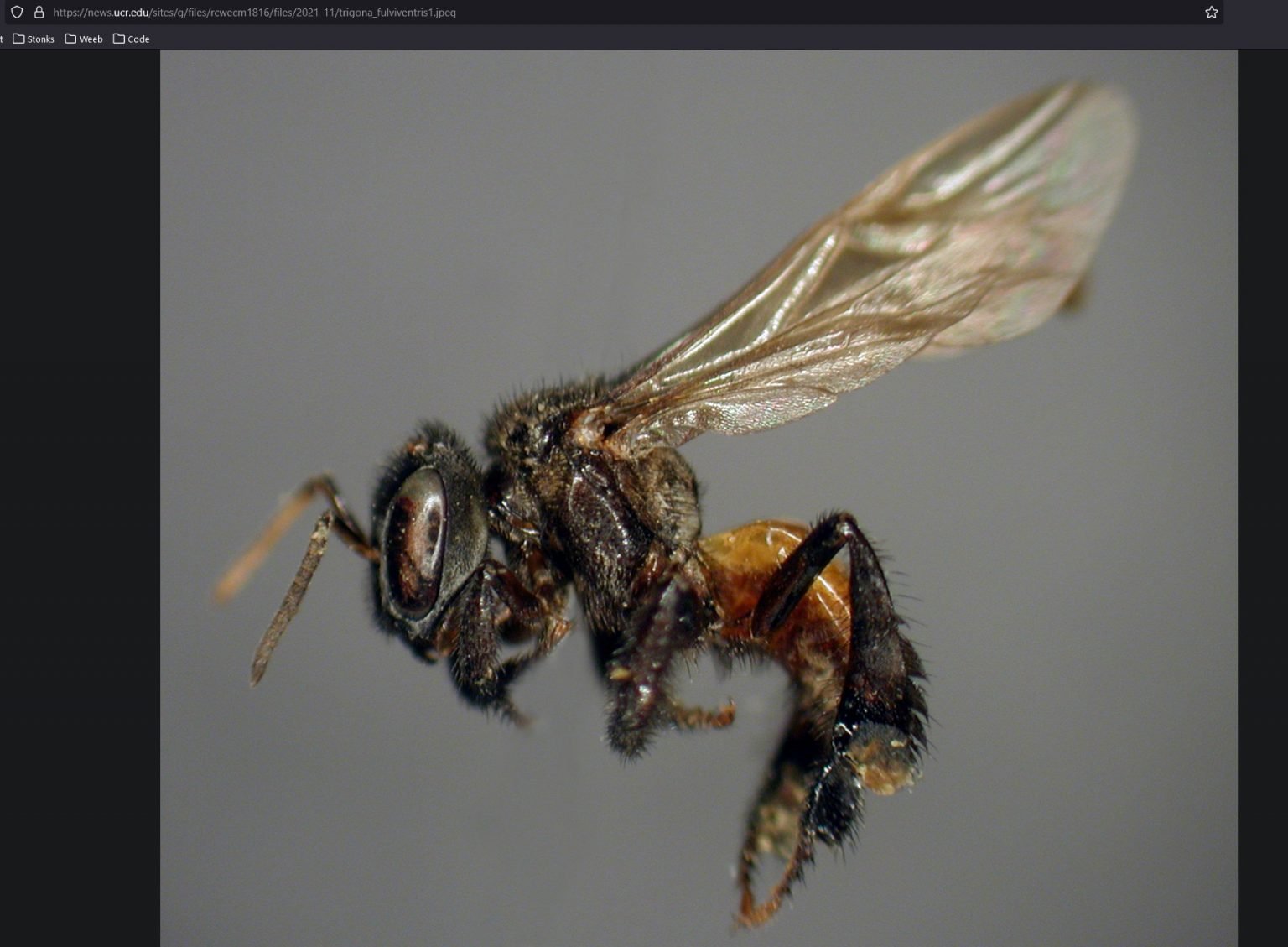 No, Vulture Bees don't make "meat honey" - Just a Fat Boi